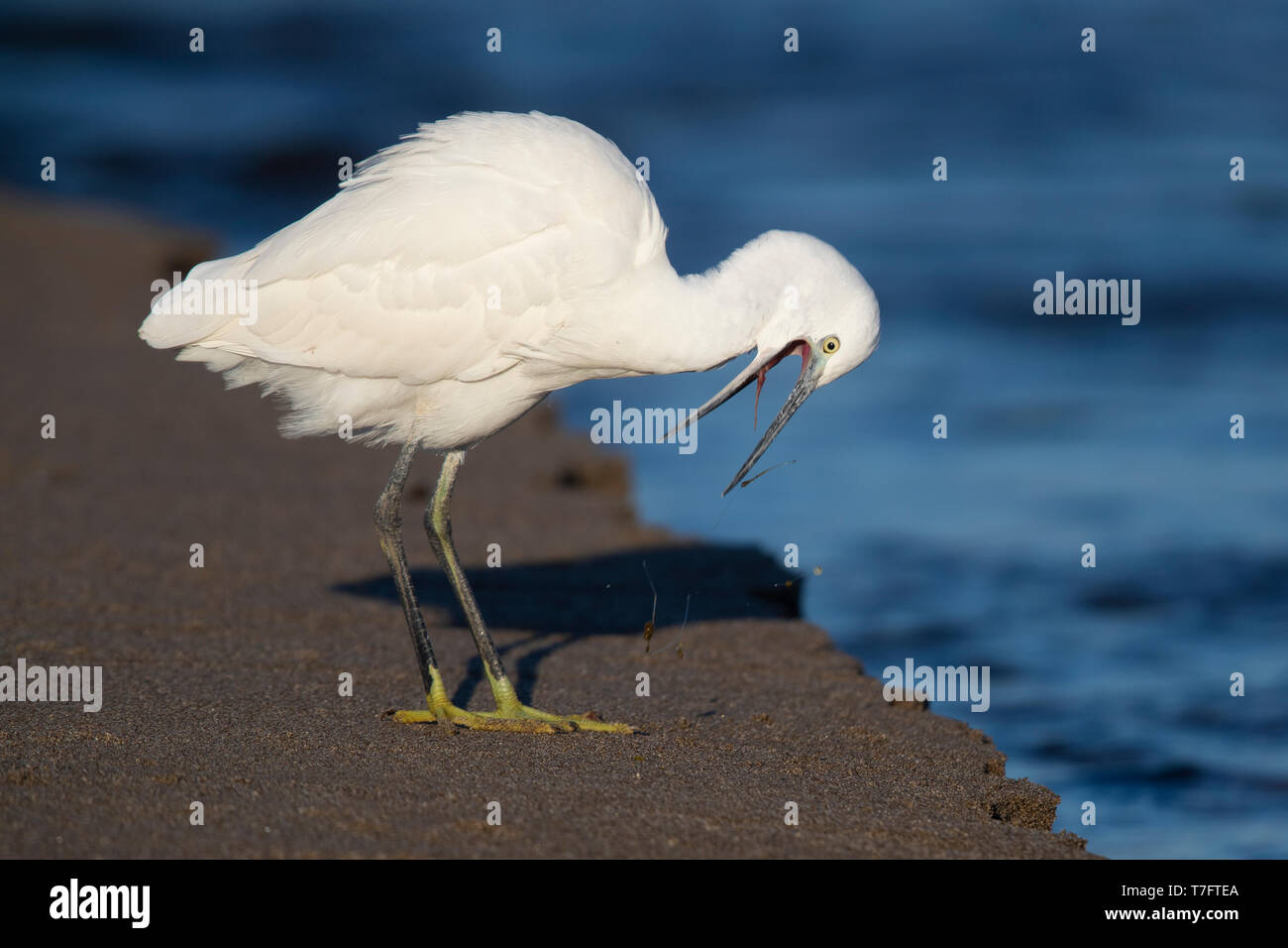 Bird Regurgitating Stock Photos & Bird Regurgitating Stock Images - Alamy
