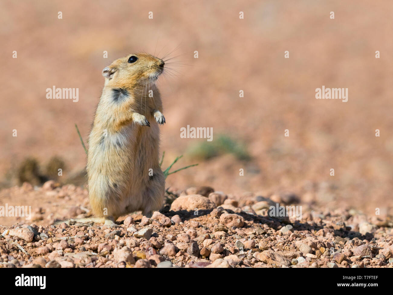 Fat rat hi-res stock photography and images - Alamy