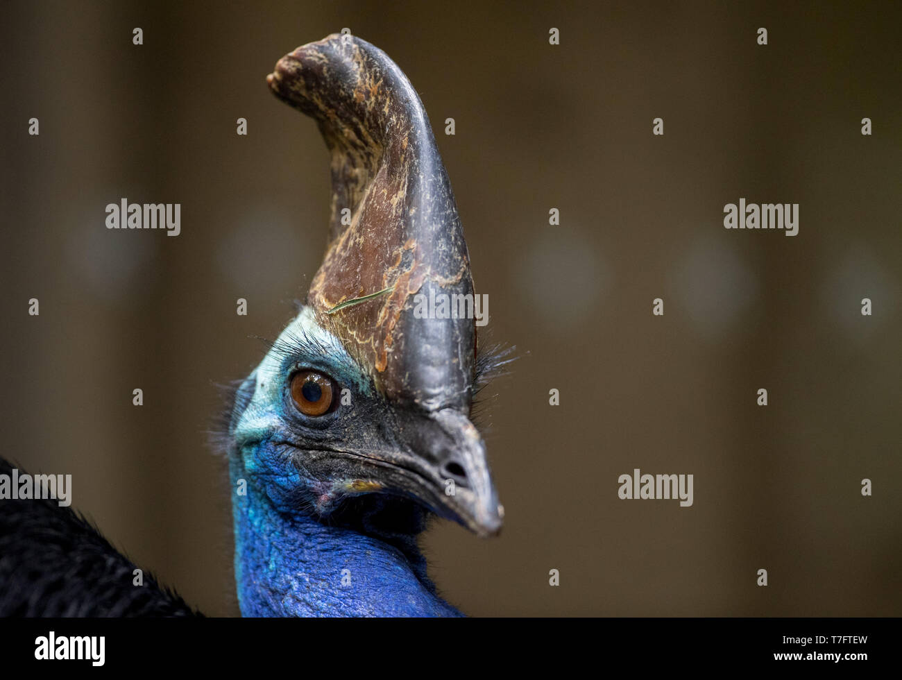 Closeup of a tame Southern Cassowary (Casuarius casuarius) in Cassowary ...