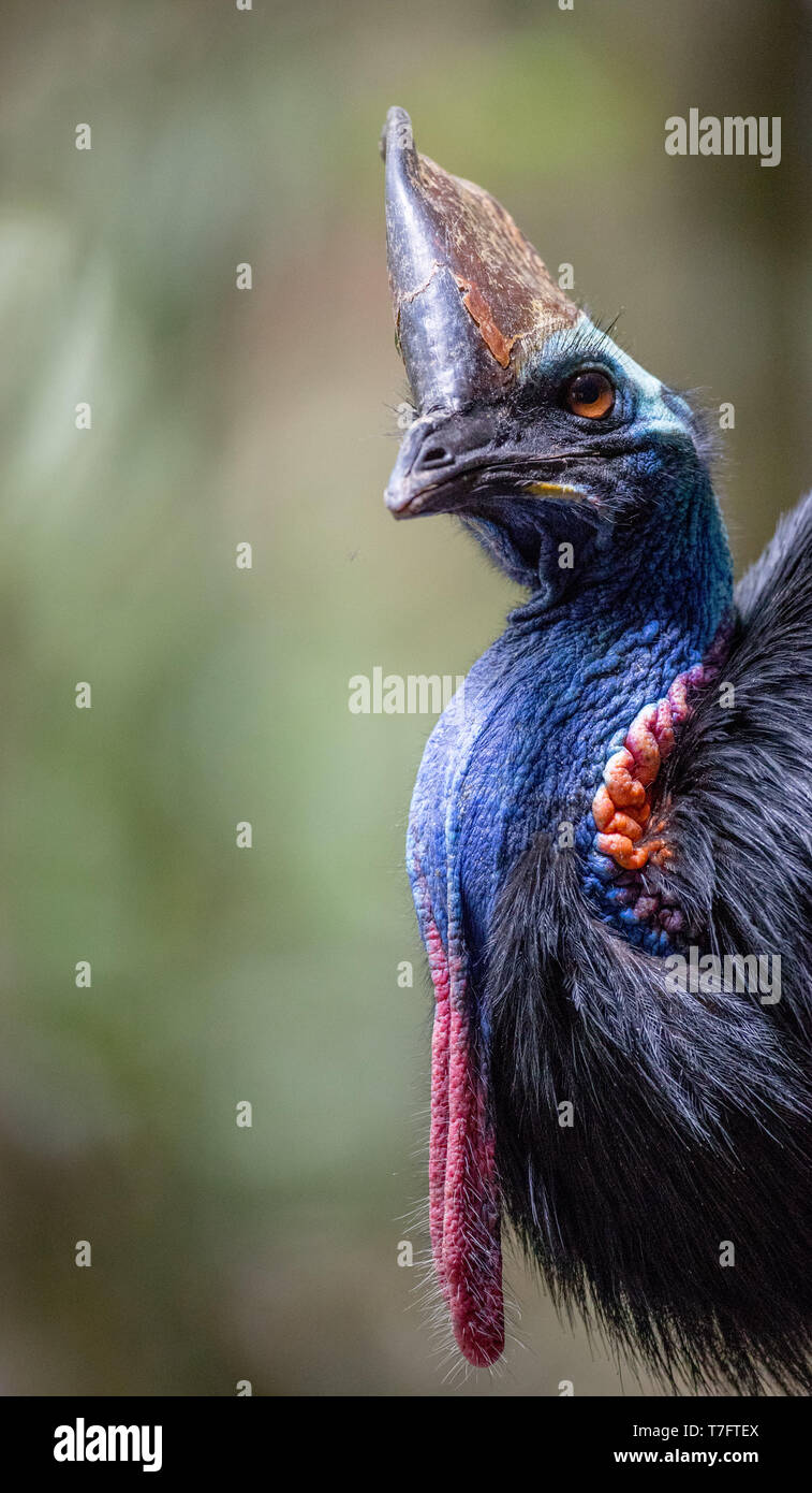 Closeup of a tame Southern Cassowary (Casuarius casuarius) in Cassowary ...