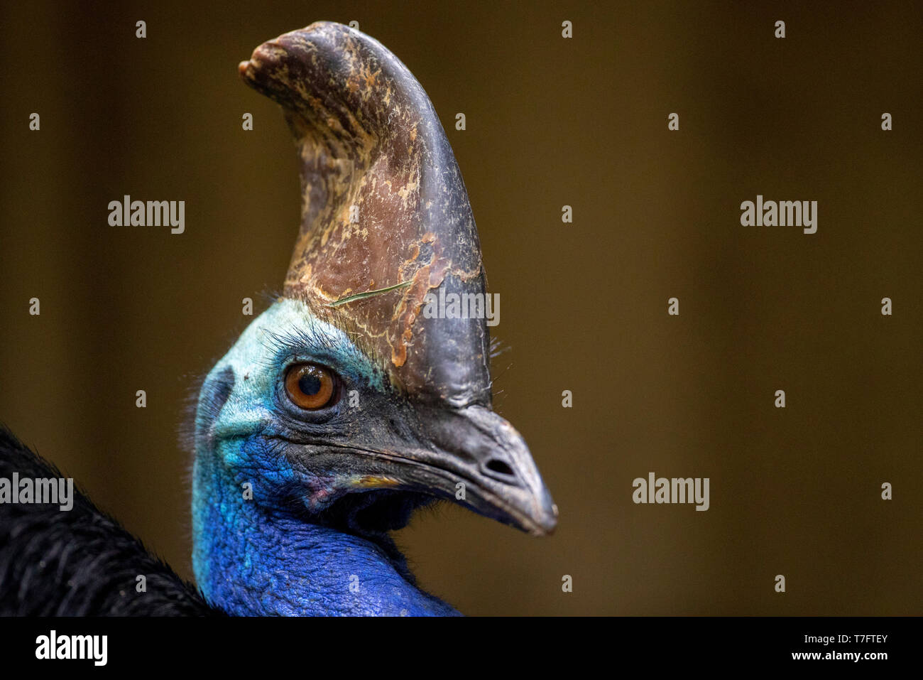 Closeup of a tame Southern Cassowary (Casuarius casuarius) in Cassowary ...