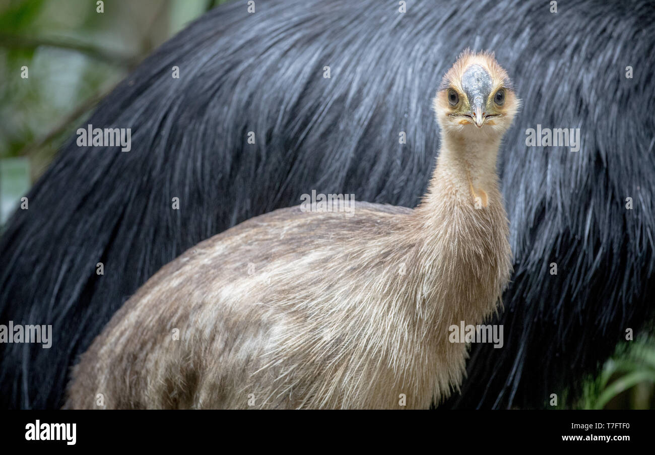 Closeup of a tame juvenile Southern Cassowary (Casuarius casuarius ...
