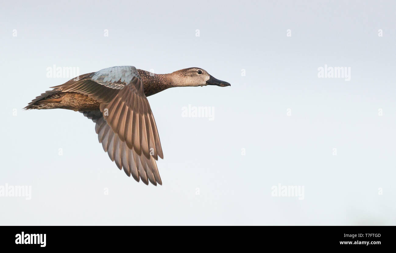 Blue-winged Teal in flight Stock Photo - Alamy