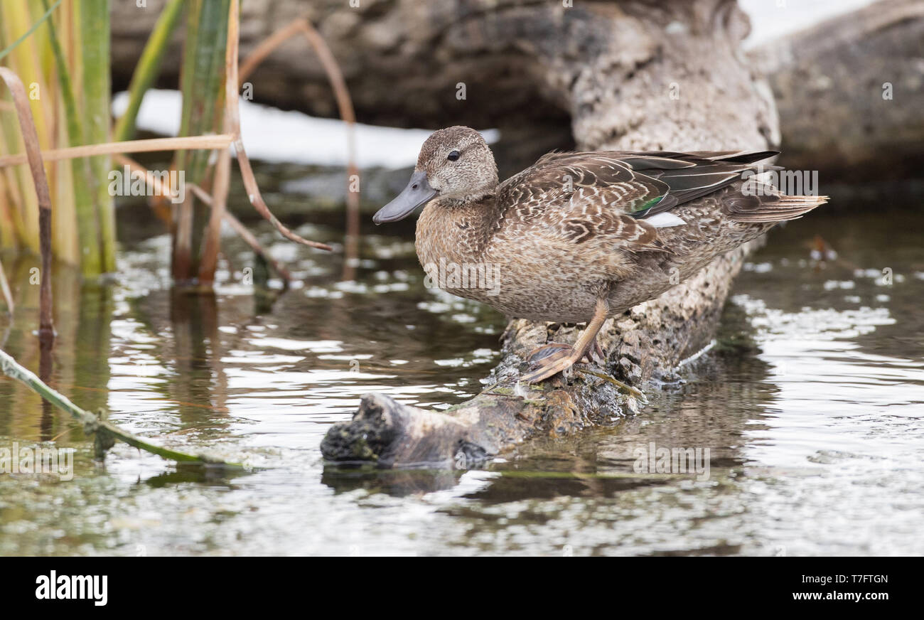 Species blue winged teal hi-res stock photography and images - Alamy