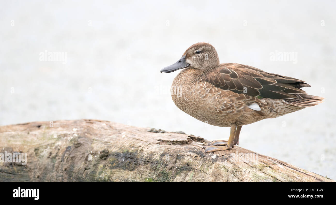 Blue-winged Teal (Spatula discors Stock Photo - Alamy