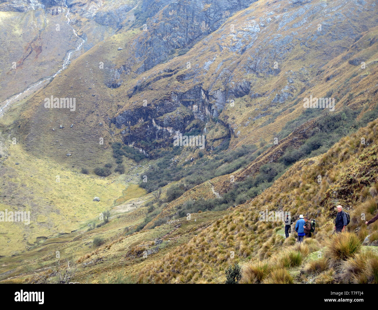 Humid patches of Polylepis woodland near Abra Malaga pass in the high ...