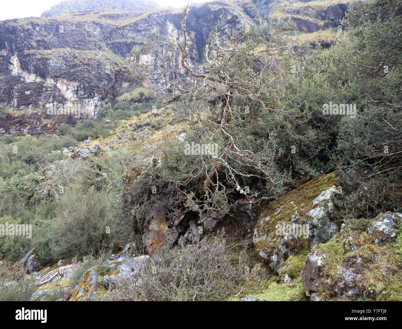 Humid patches of Polylepis woodland near Abra Malaga pass in the high ...