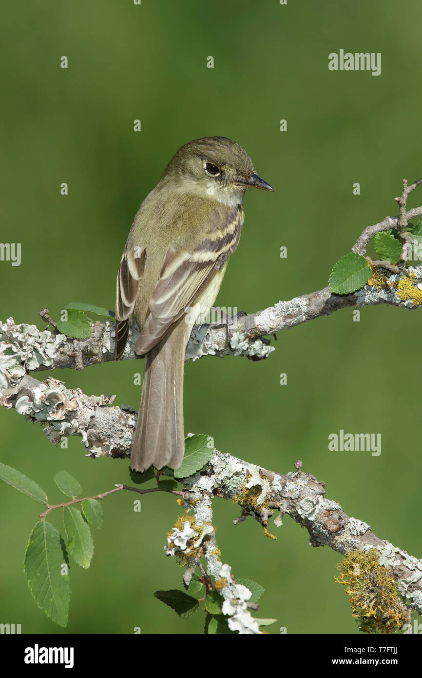 Acadian flycatcher hi-res stock photography and images - Alamy