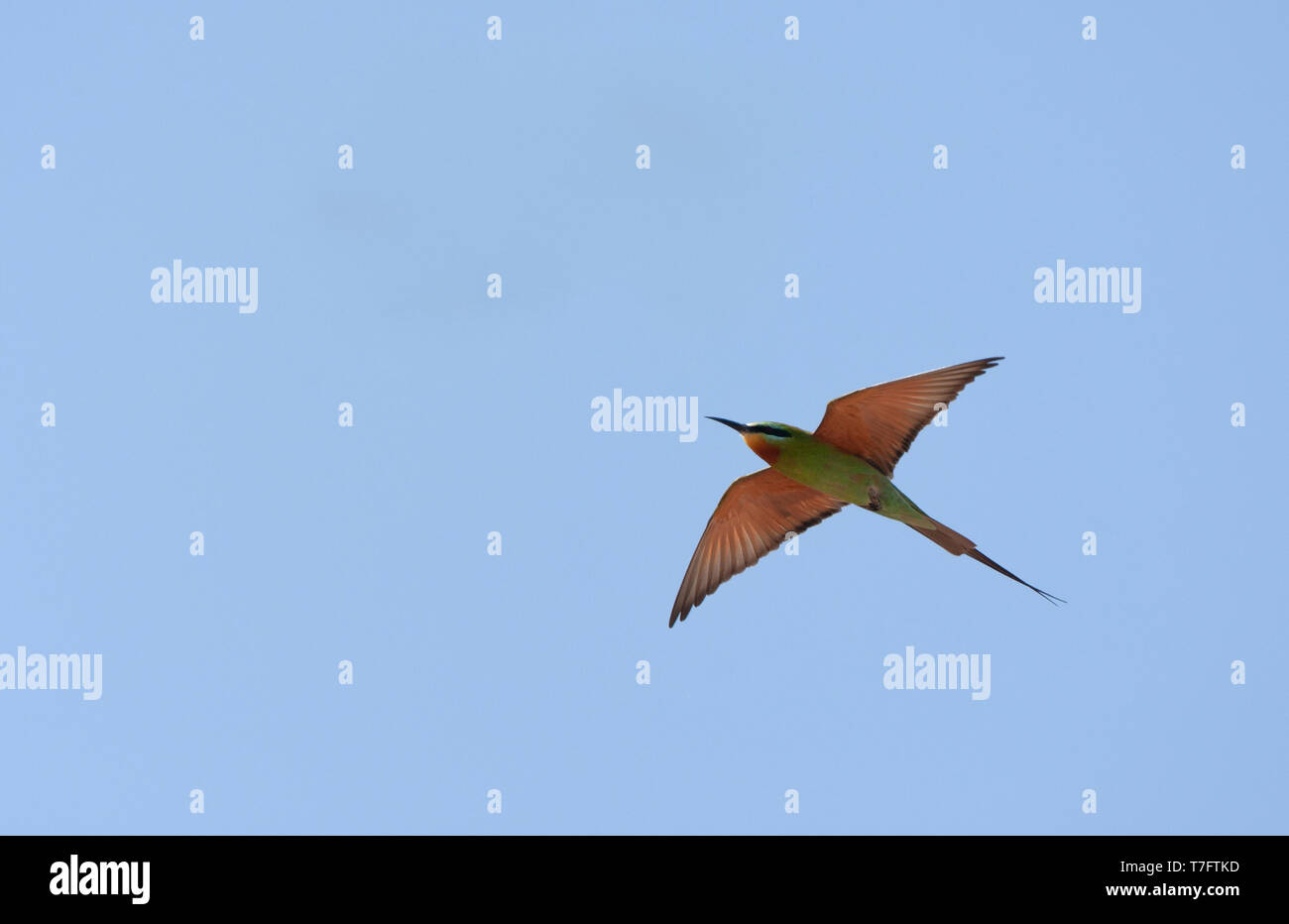 African bee eater hi-res stock photography and images - Alamy