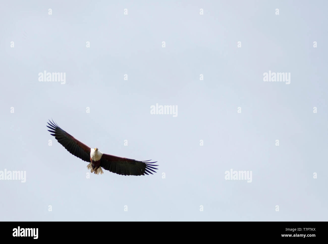 African raptor in flight hi-res stock photography and images - Alamy