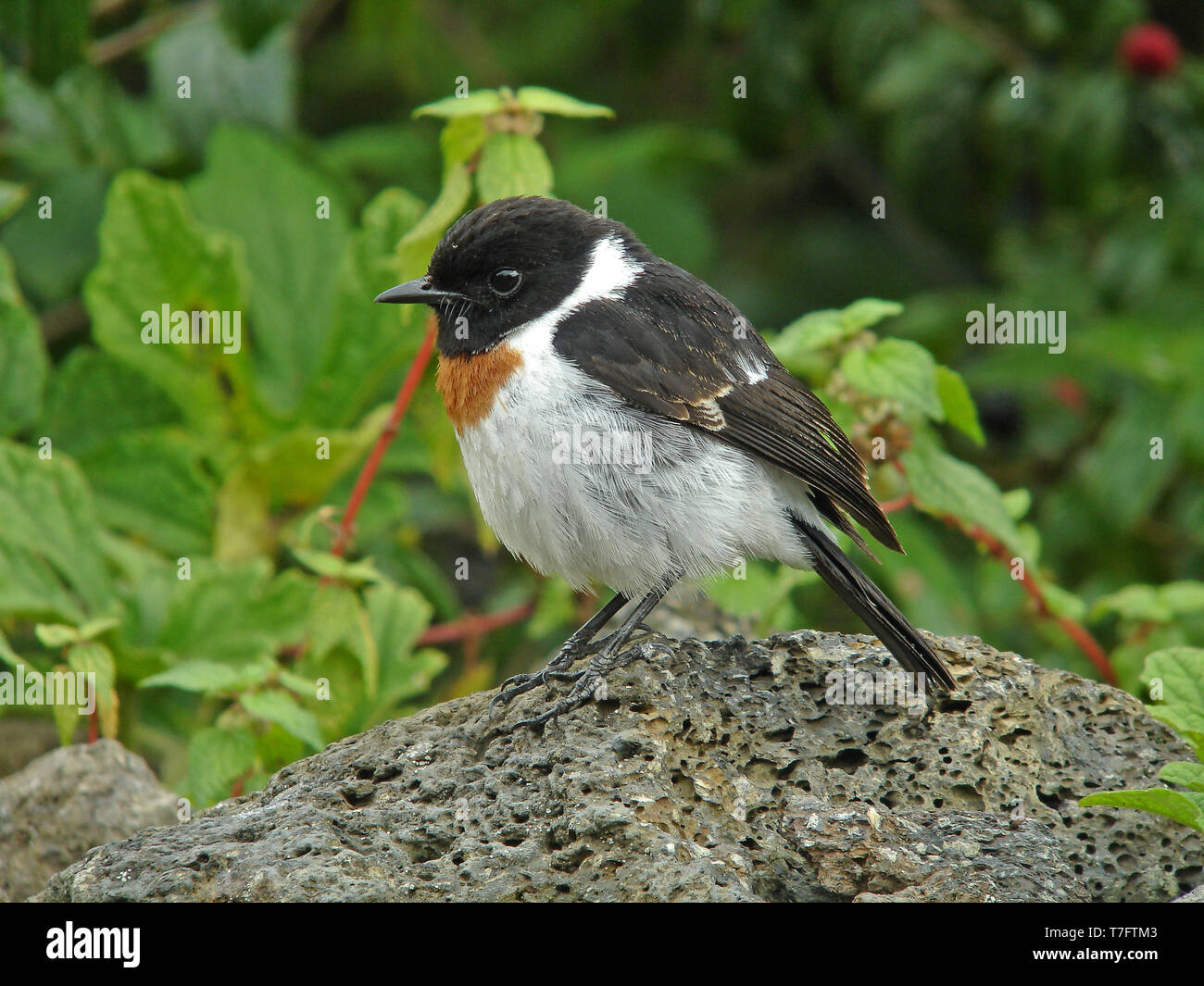 Male african stonechat hi-res stock photography and images - Alamy