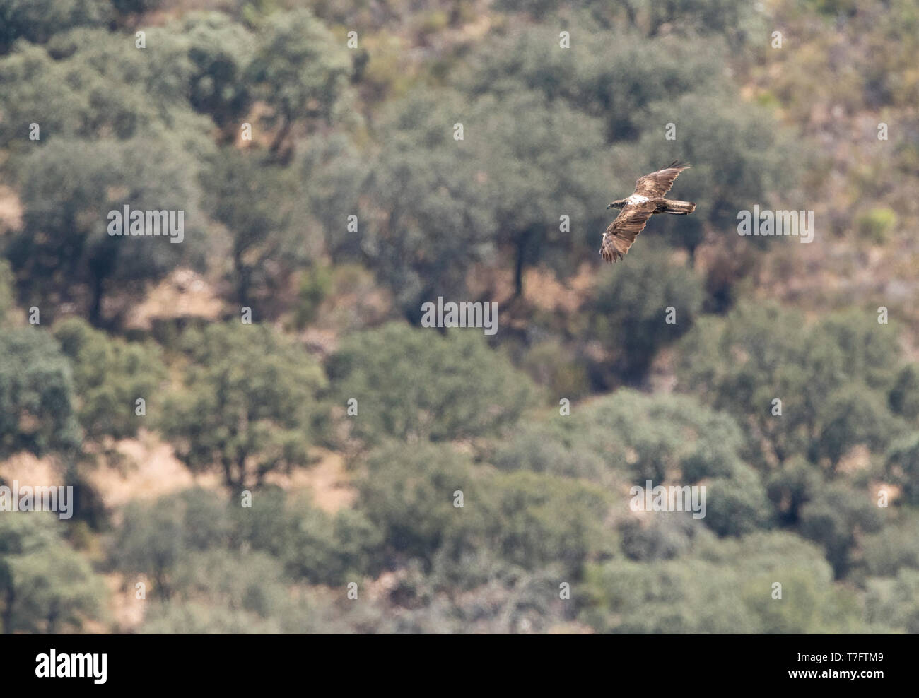 Aquila fasciata in flight hi-res stock photography and images - Alamy