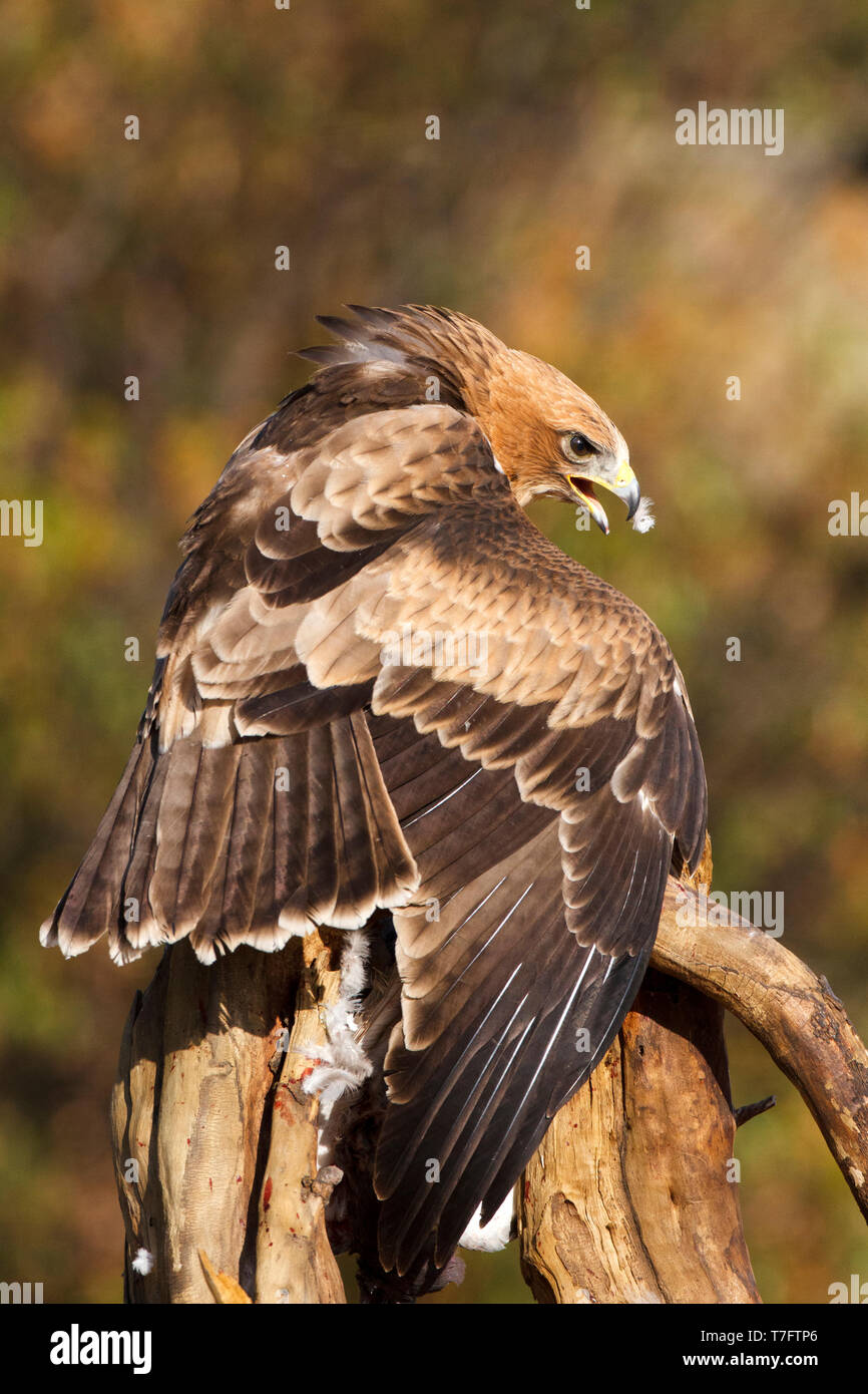Booted Eagle (Hieraaetus pennatus) in Ávila (Spain Stock Photo - Alamy