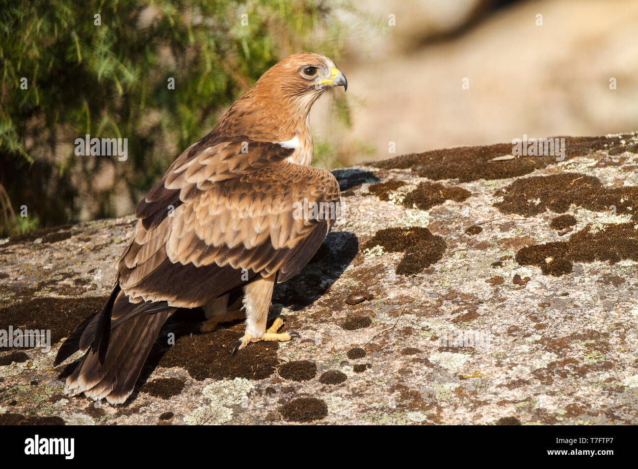 Booted Eagle (Hieraaetus pennatus) in Ávila (Spain Stock Photo - Alamy