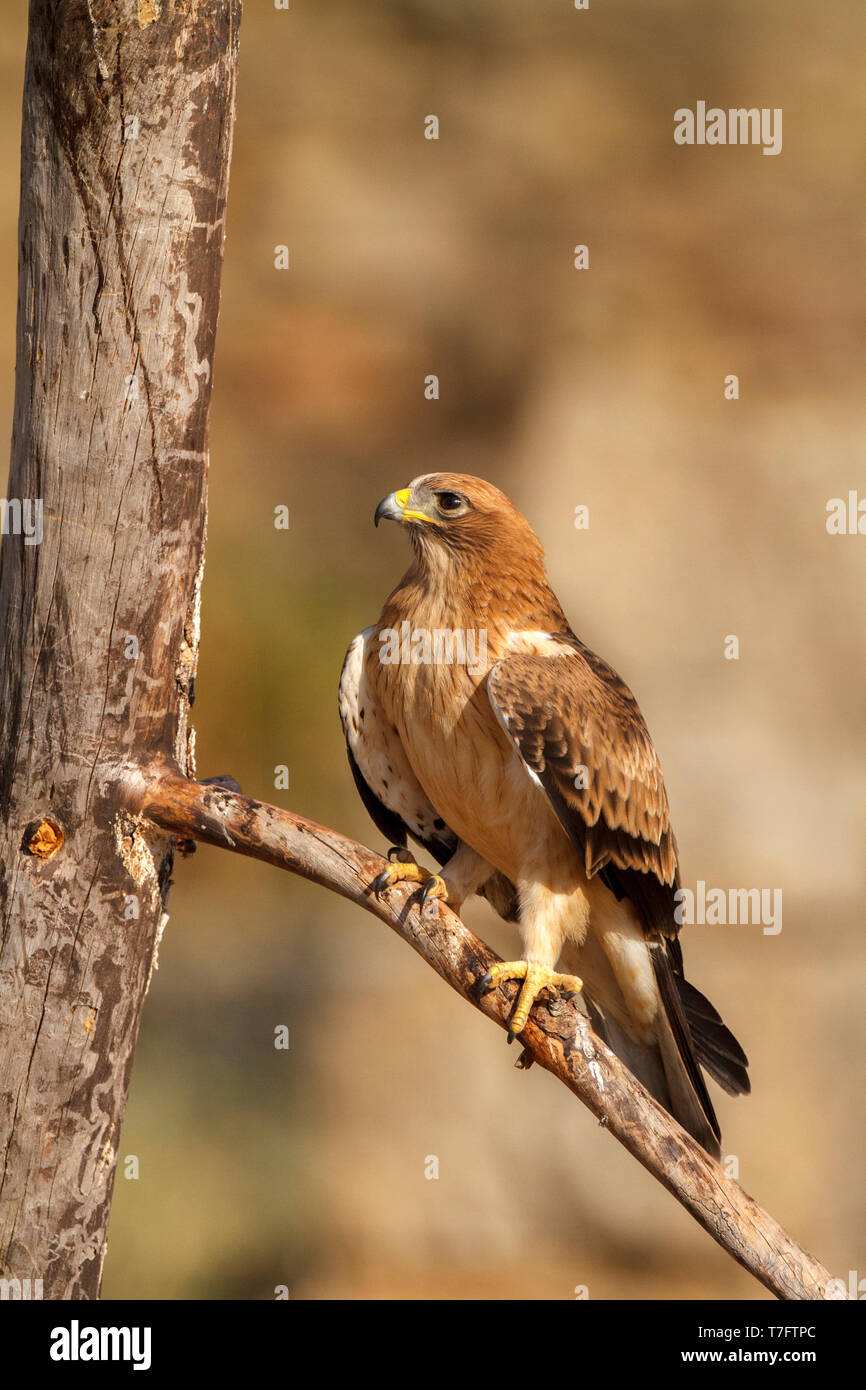 Booted Eagle (Hieraaetus pennatus) in Ávila (Spain Stock Photo - Alamy
