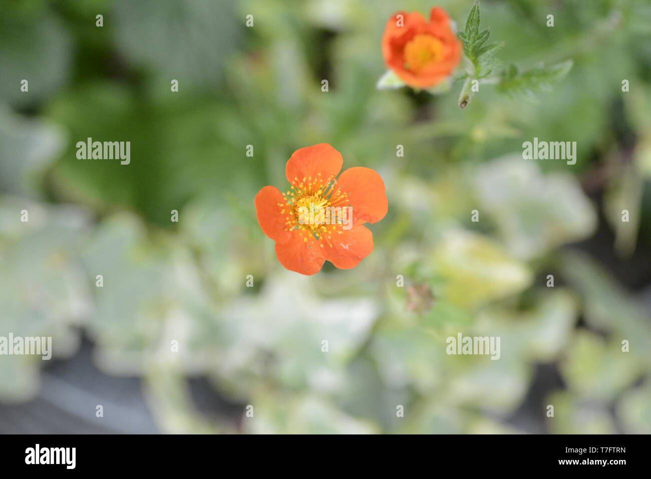 Orange geum hi-res stock photography and images - Alamy