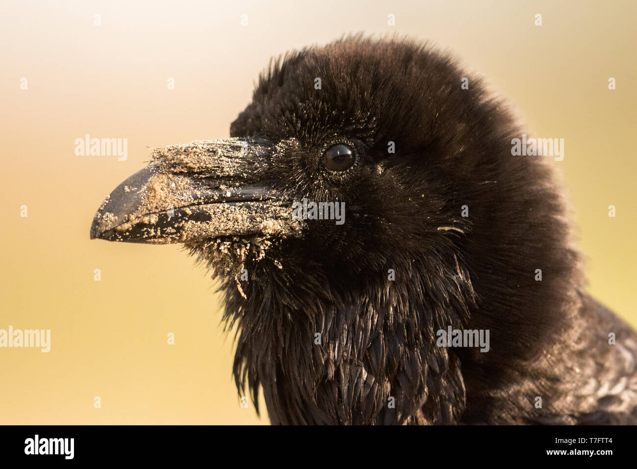 Common Raven close up Stock Photo - Alamy