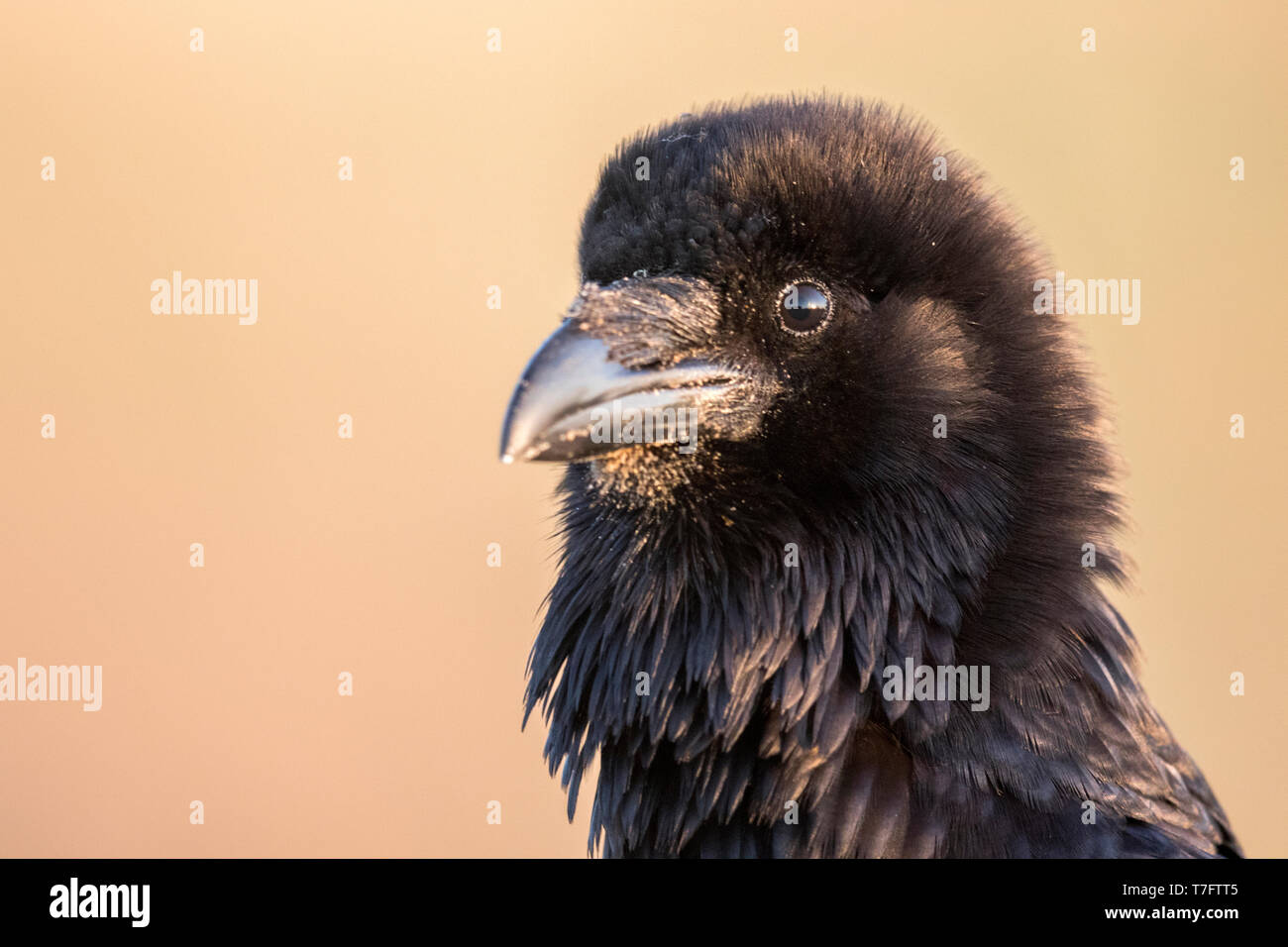 Common Raven close up Stock Photo - Alamy