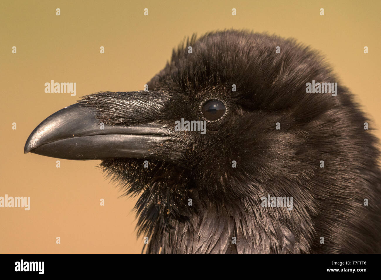 Common Raven close up Stock Photo - Alamy