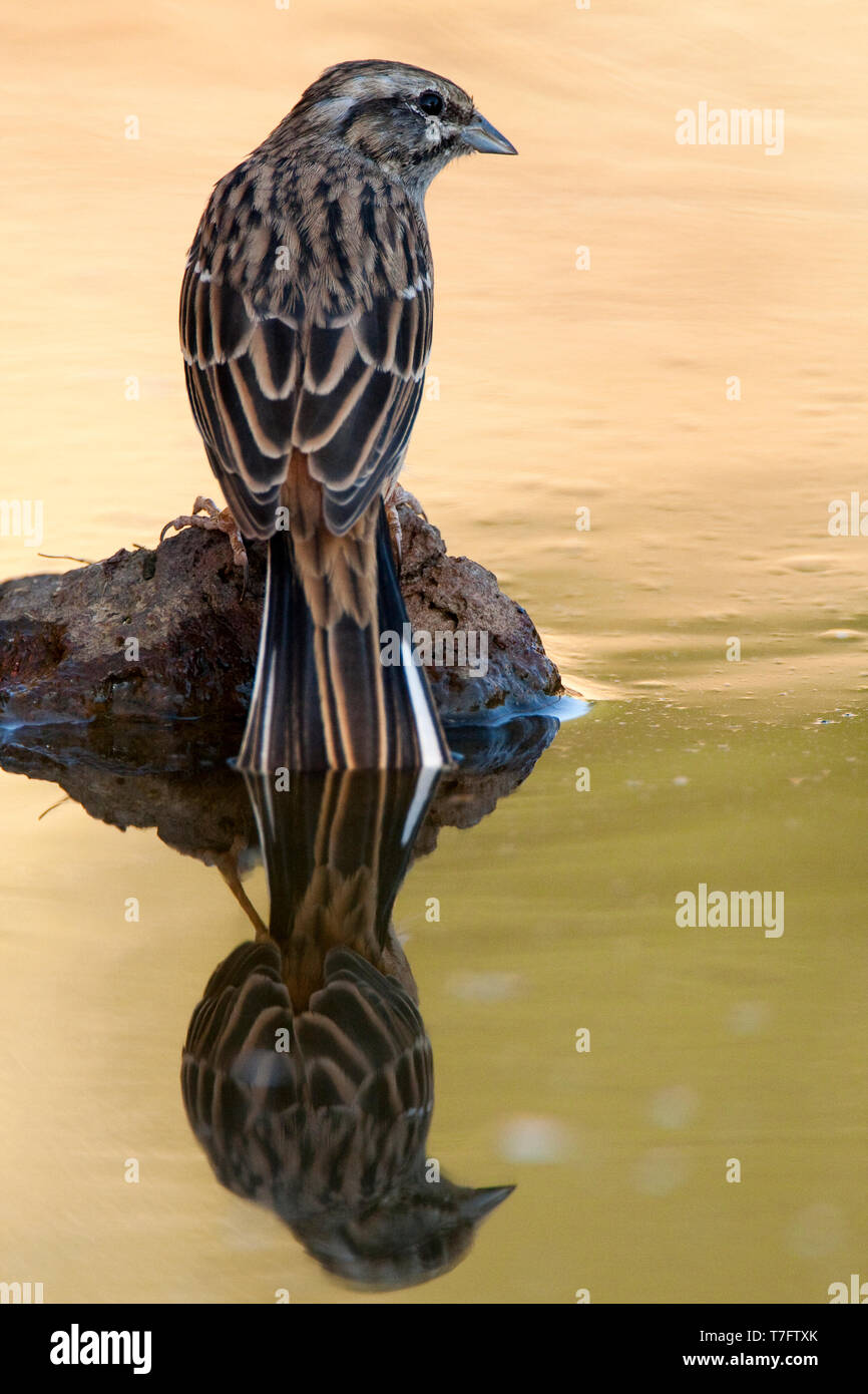 Rock Bunting (Emberiza cia) during autumn in Ciudad real in Spain ...