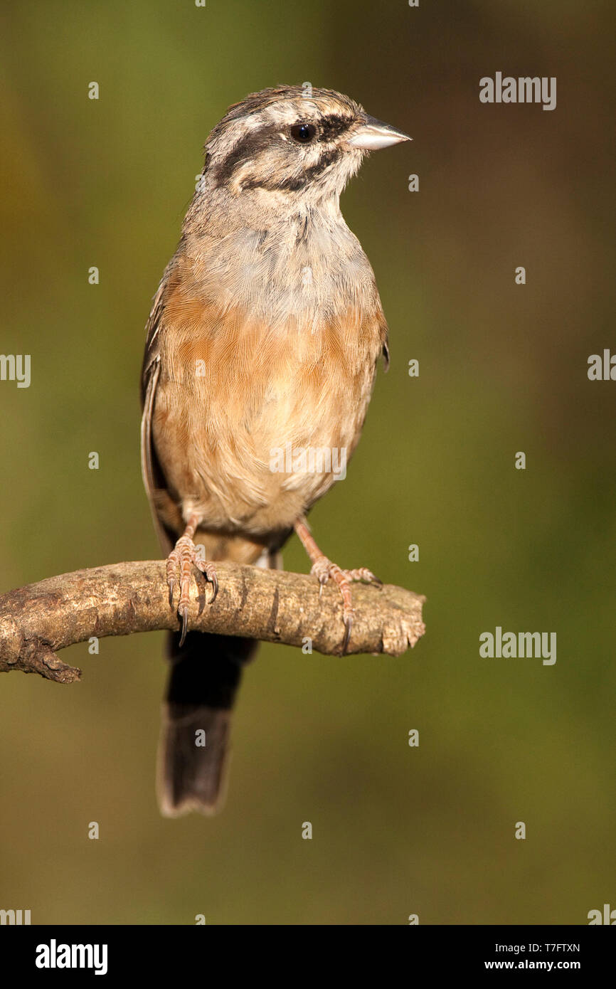 Worn Rock Bunting (Emberiza cia) during late summer in Ciudad real in ...