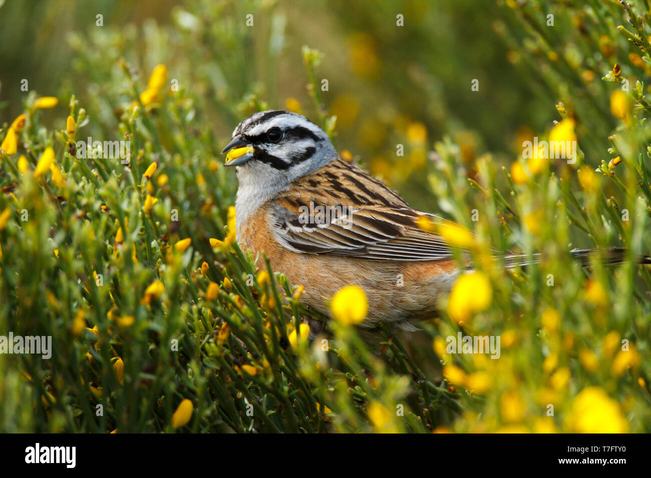 Adult male Rock Bunting (Emberiza cia) in spring in Ávila in Spain ...