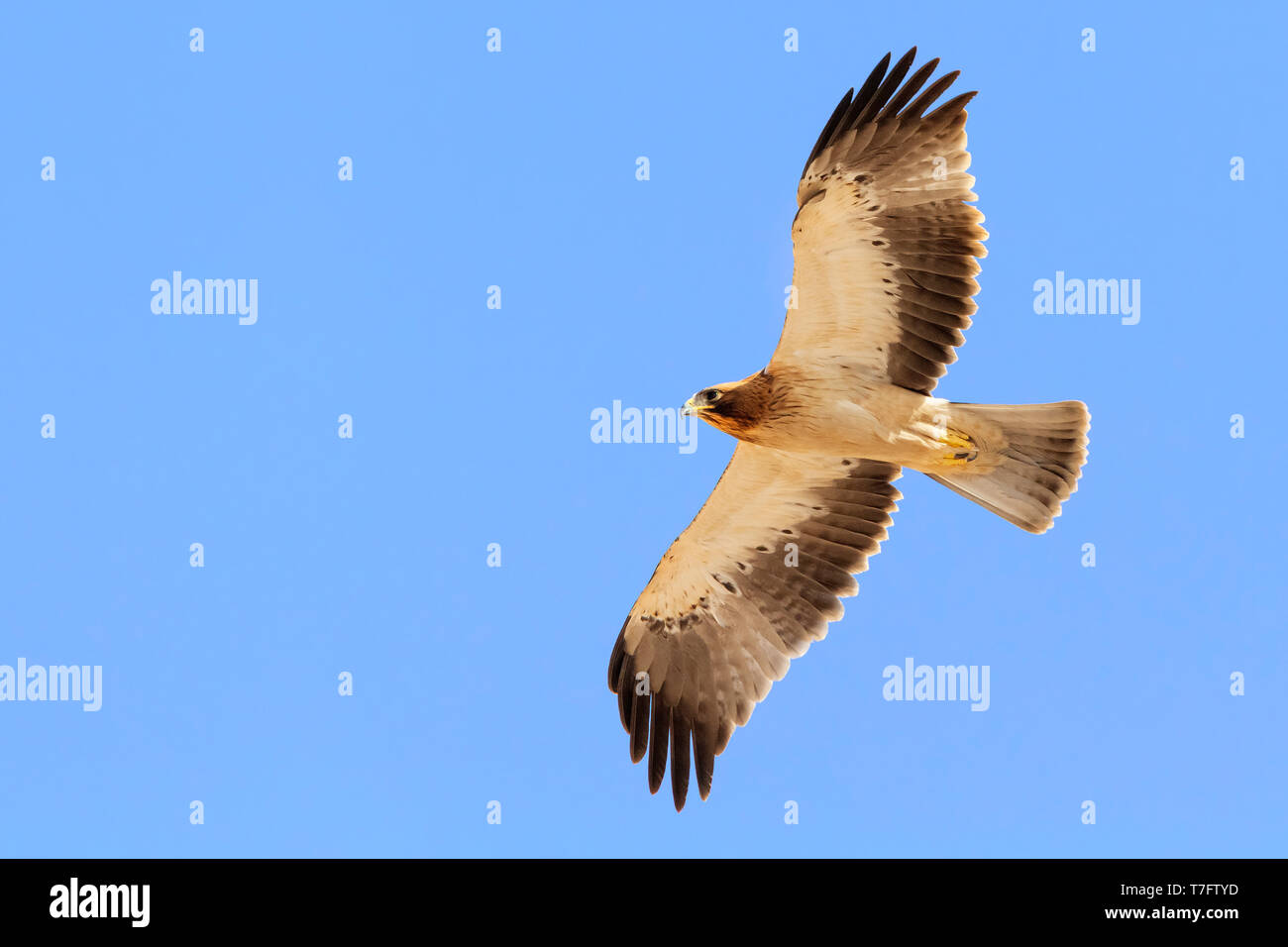 Booted Eagle (Hieraaetus pennatus), light morph juvenile in flight seen ...