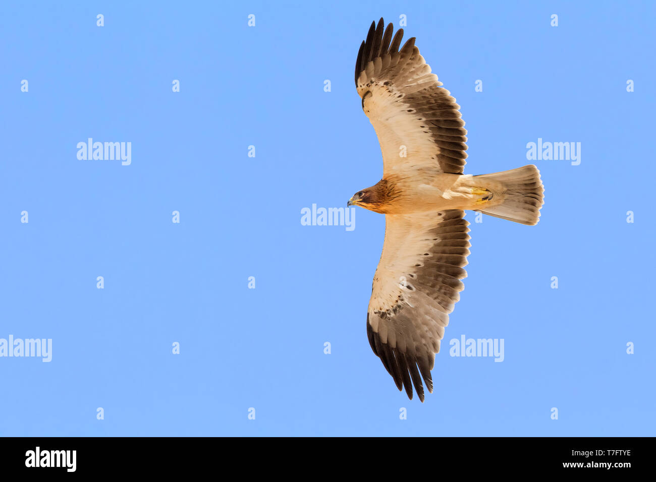 Booted Eagle (Hieraaetus pennatus), light morph juvenile in flight seen ...