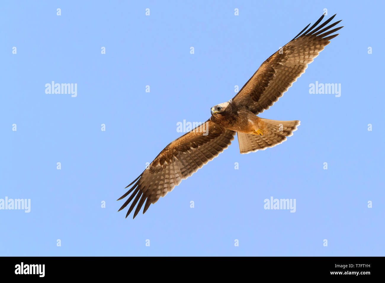 Booted Eagle Juvenile