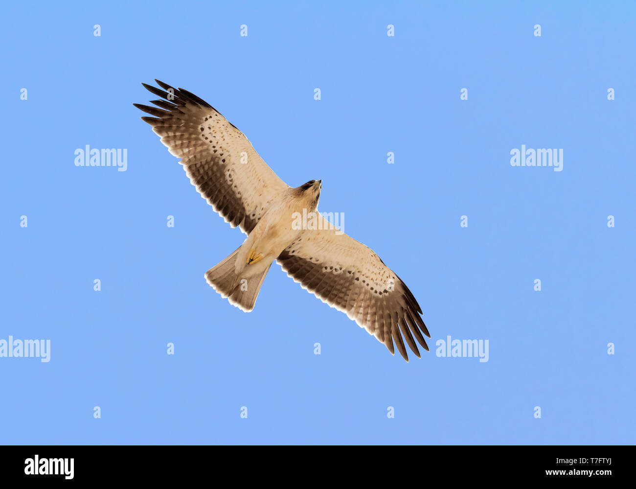 Booted Eagle Juvenile