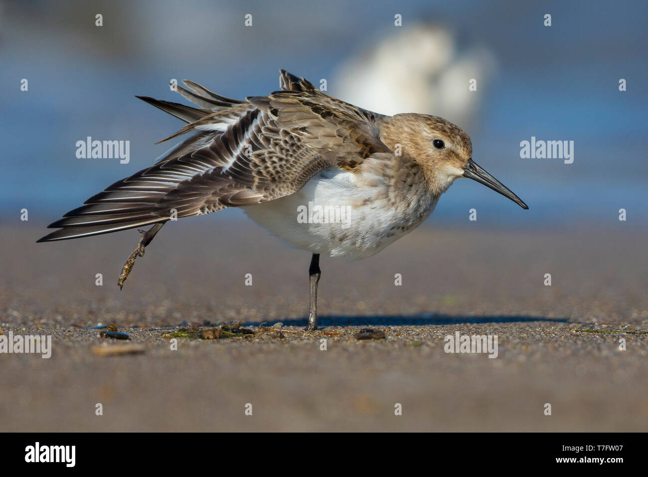Dunlin (Calidris alpina), first winter individual stretching its wing ...