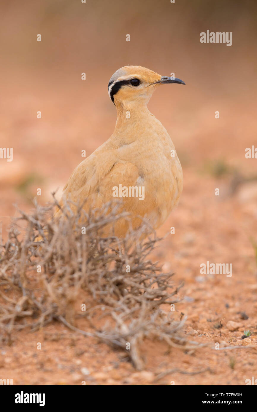 Cream-colored Courser (Cursorius cursor), side view of an adult ...