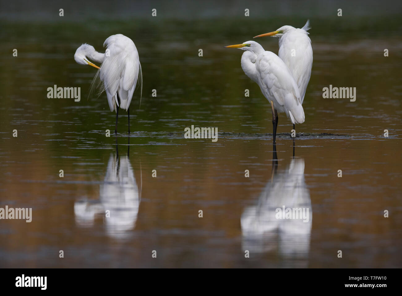 Great White Egret; Ardea alba Stock Photo - Alamy
