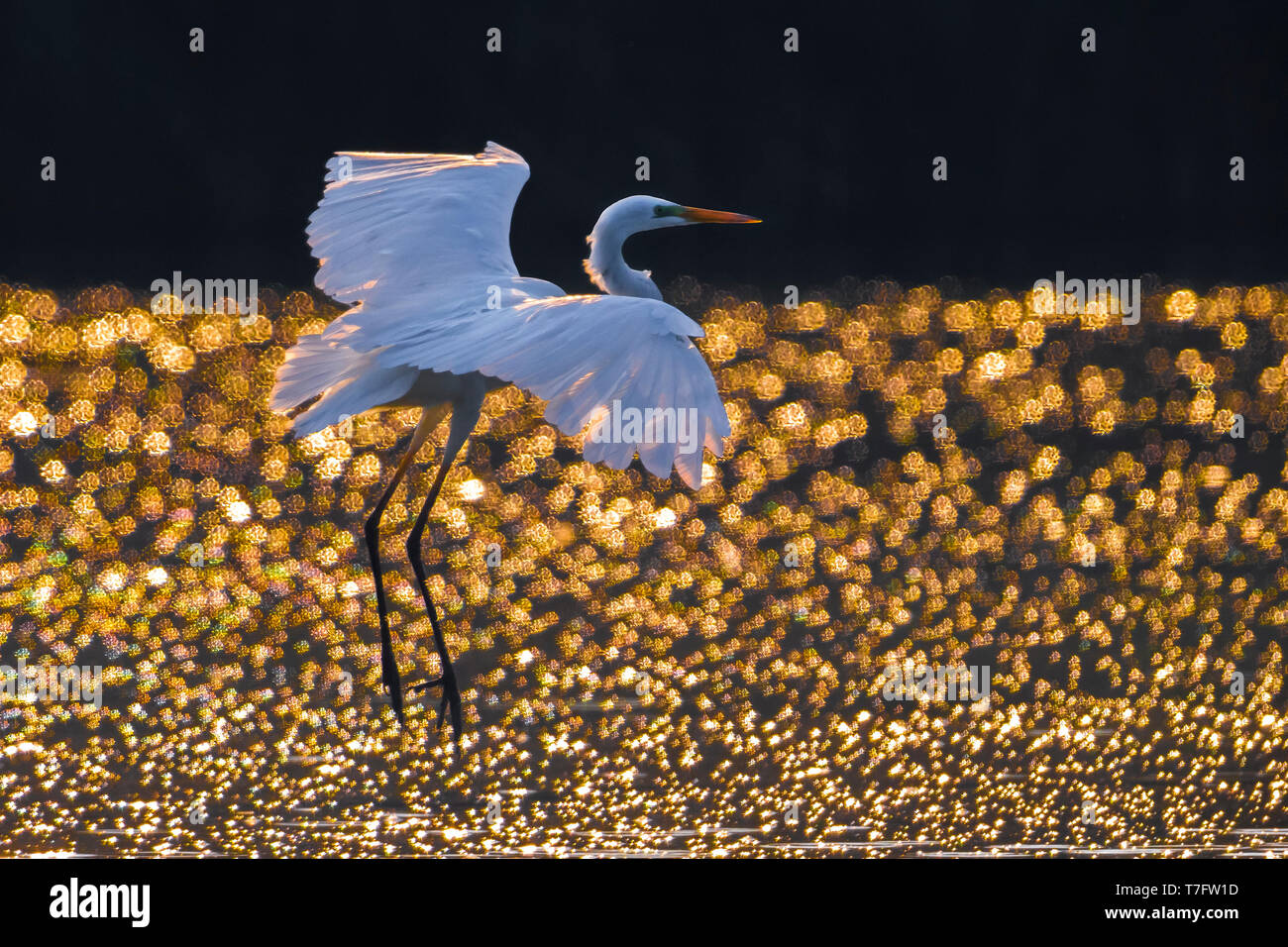 Great Egret (Ardea alba) flying against stunning background Stock Photo ...