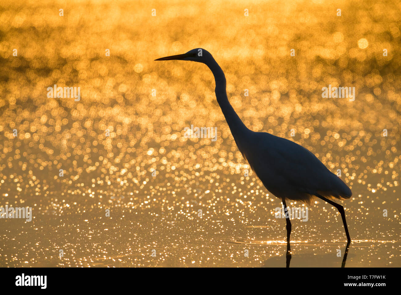 Great White Egret (Ardea alba) in evening light Stock Photo - Alamy