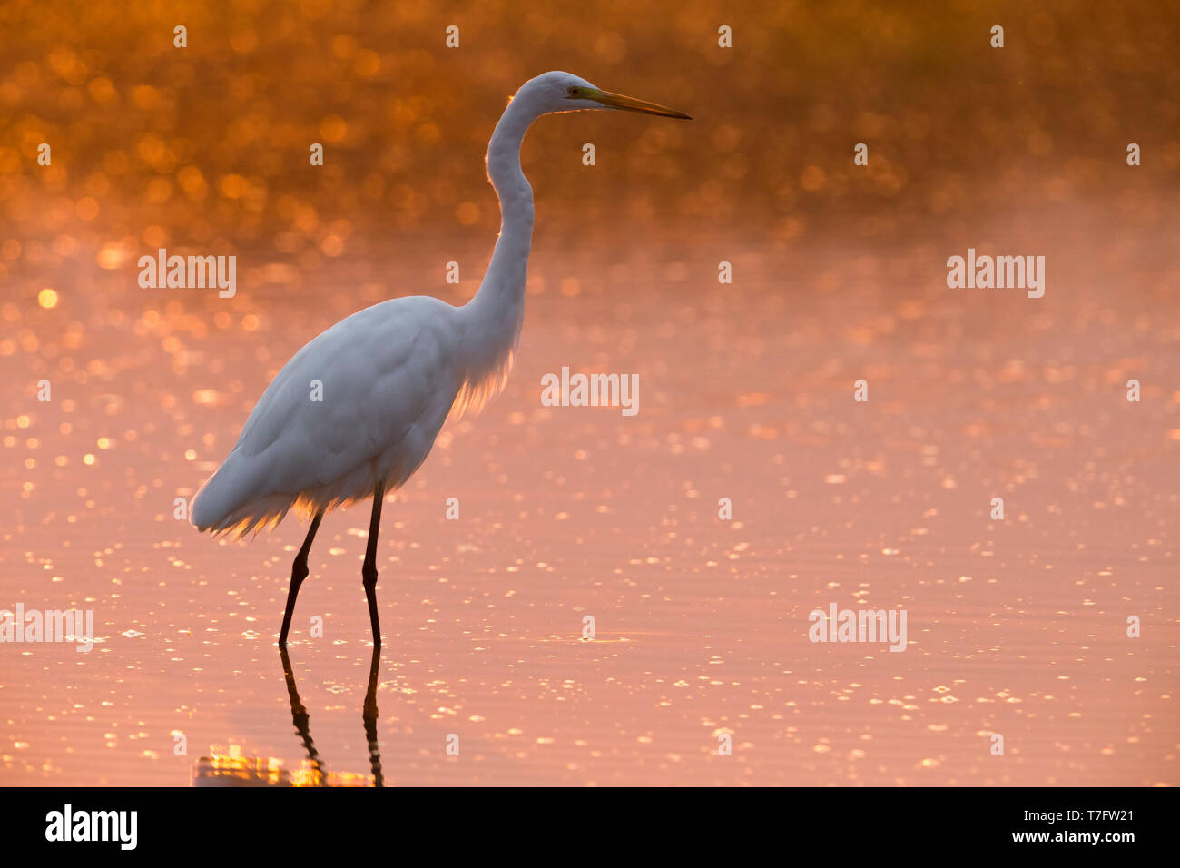 Great White Egret (Ardea alba) in evening light Stock Photo - Alamy