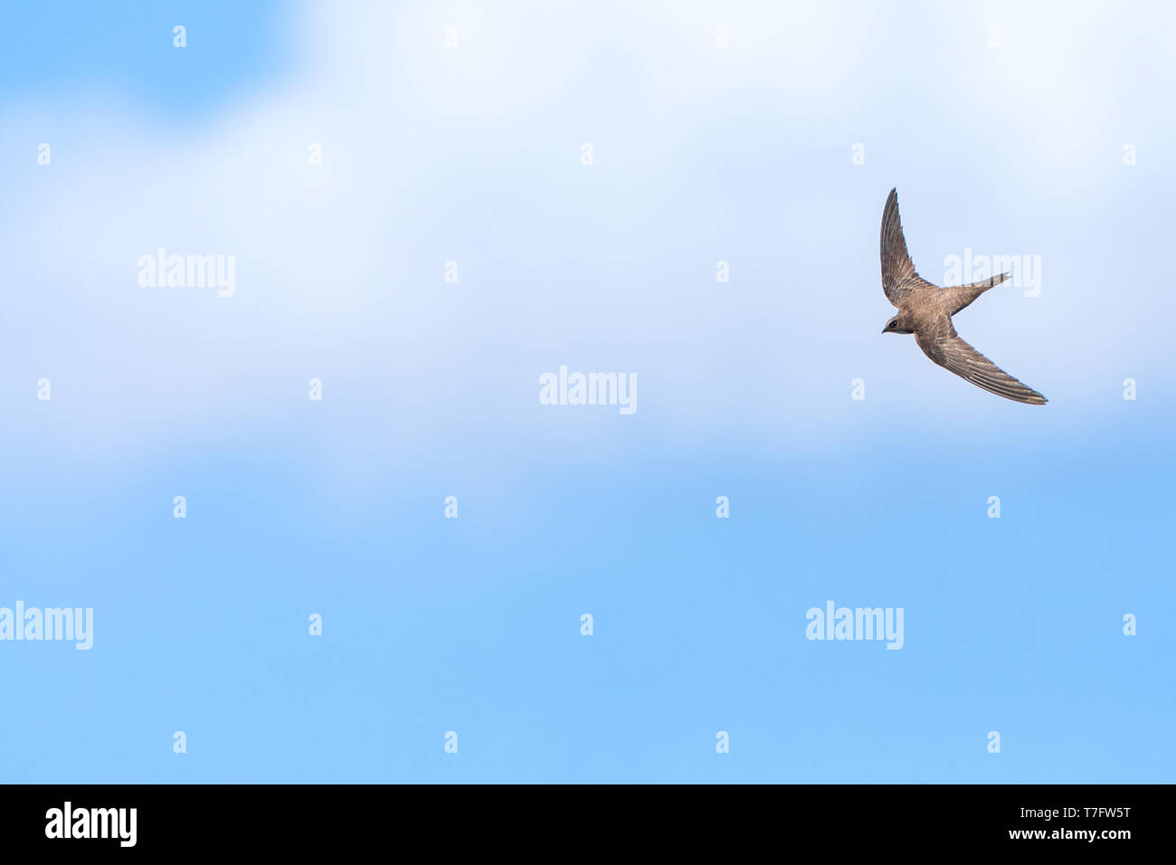 Alpine Swift (Apus melba) flying over Rabbit Island off Petra on the ...