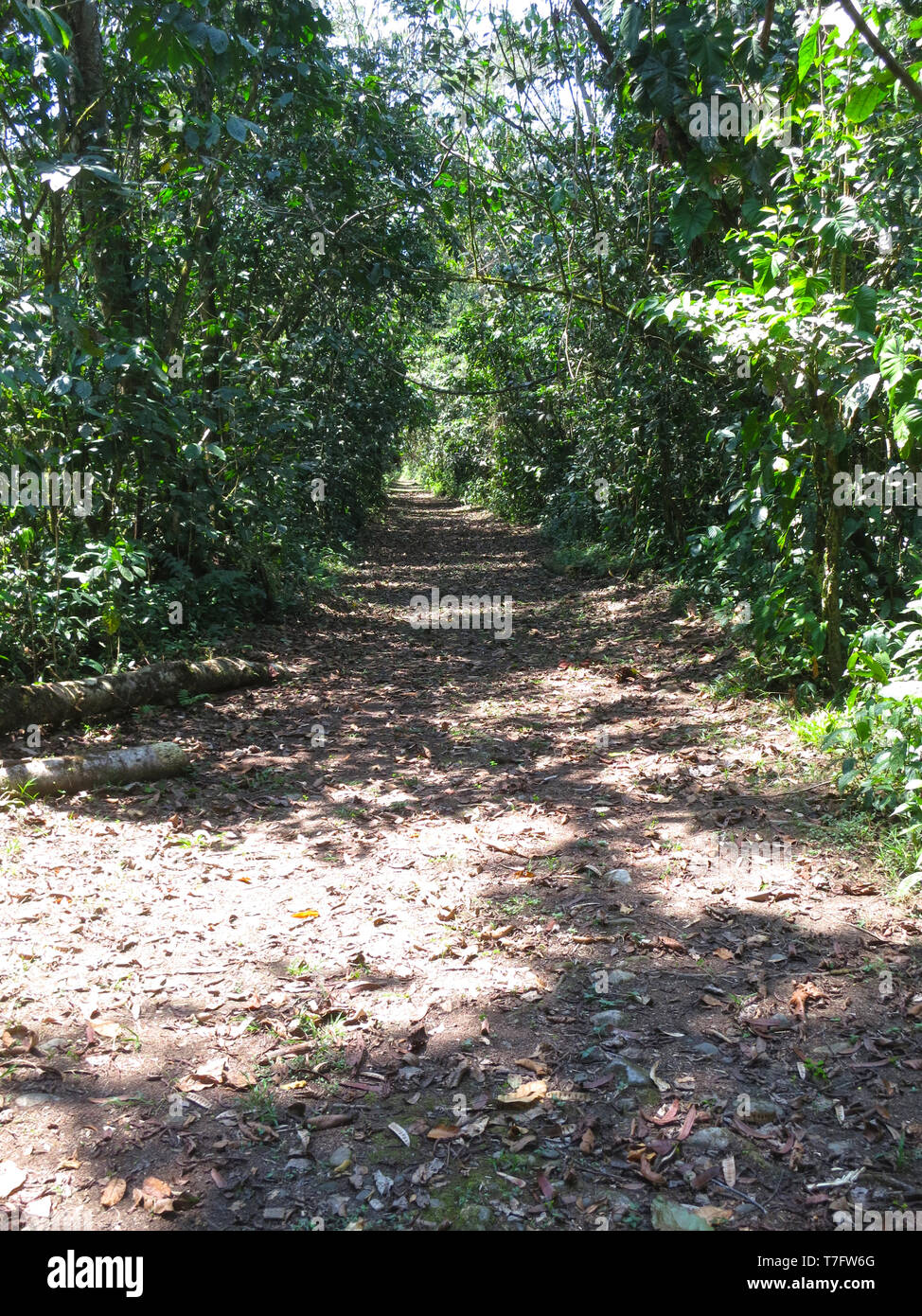 Jeep track at Amazonia lodge in tropical rainforest of the Manu ...