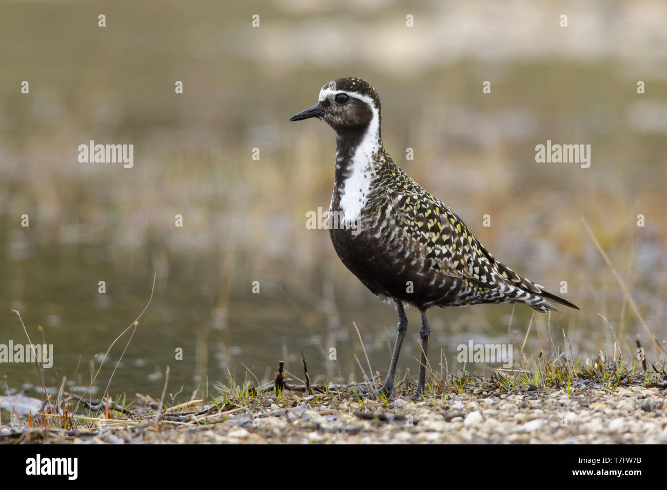 Adult female breeding American Golden Plover (Pluvialis dominica) in ...