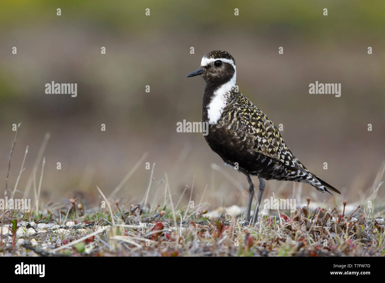 Adult female breeding American Golden Plover (Pluvialis dominica) in ...
