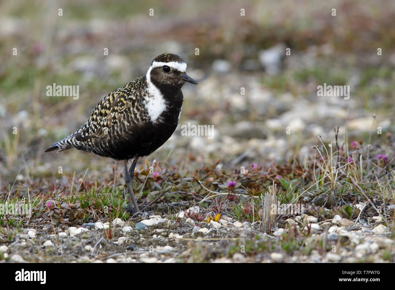 Adult female breeding American Golden Plover (Pluvialis dominica) in ...