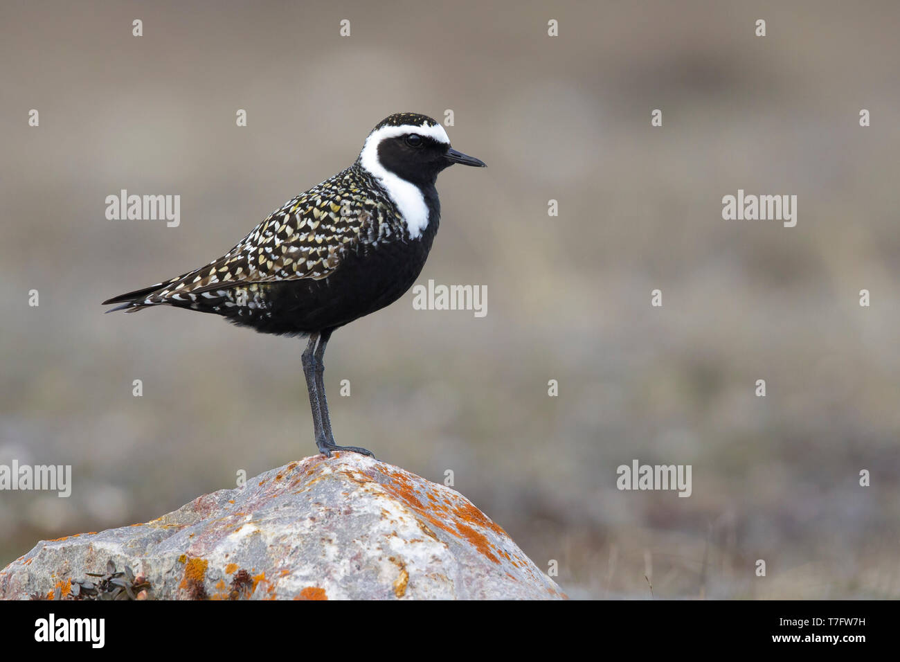 Adult male American Golden Plover (Pluvialis dominica) in breeding ...