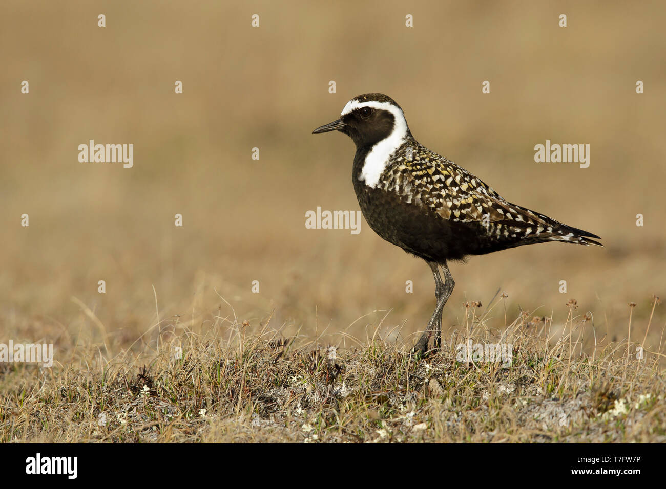 Adult male American Golden Plover (Pluvialis dominica) in breeding ...