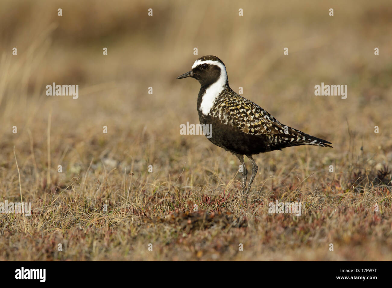 Adult male American Golden Plover (Pluvialis dominica) in breeding ...