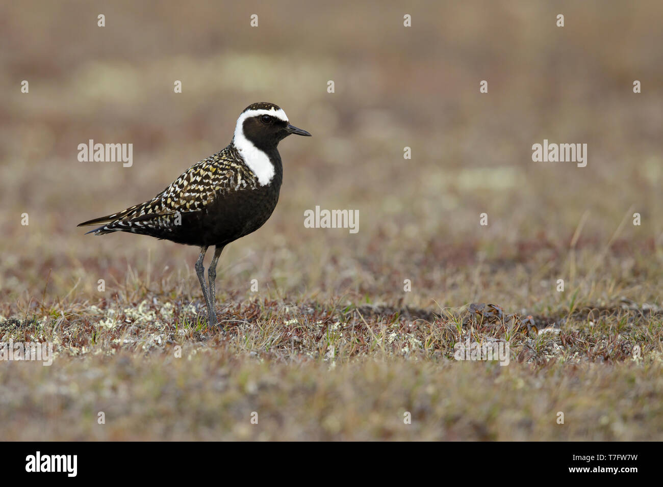 Adult male American Golden Plover (Pluvialis dominica) in breeding ...