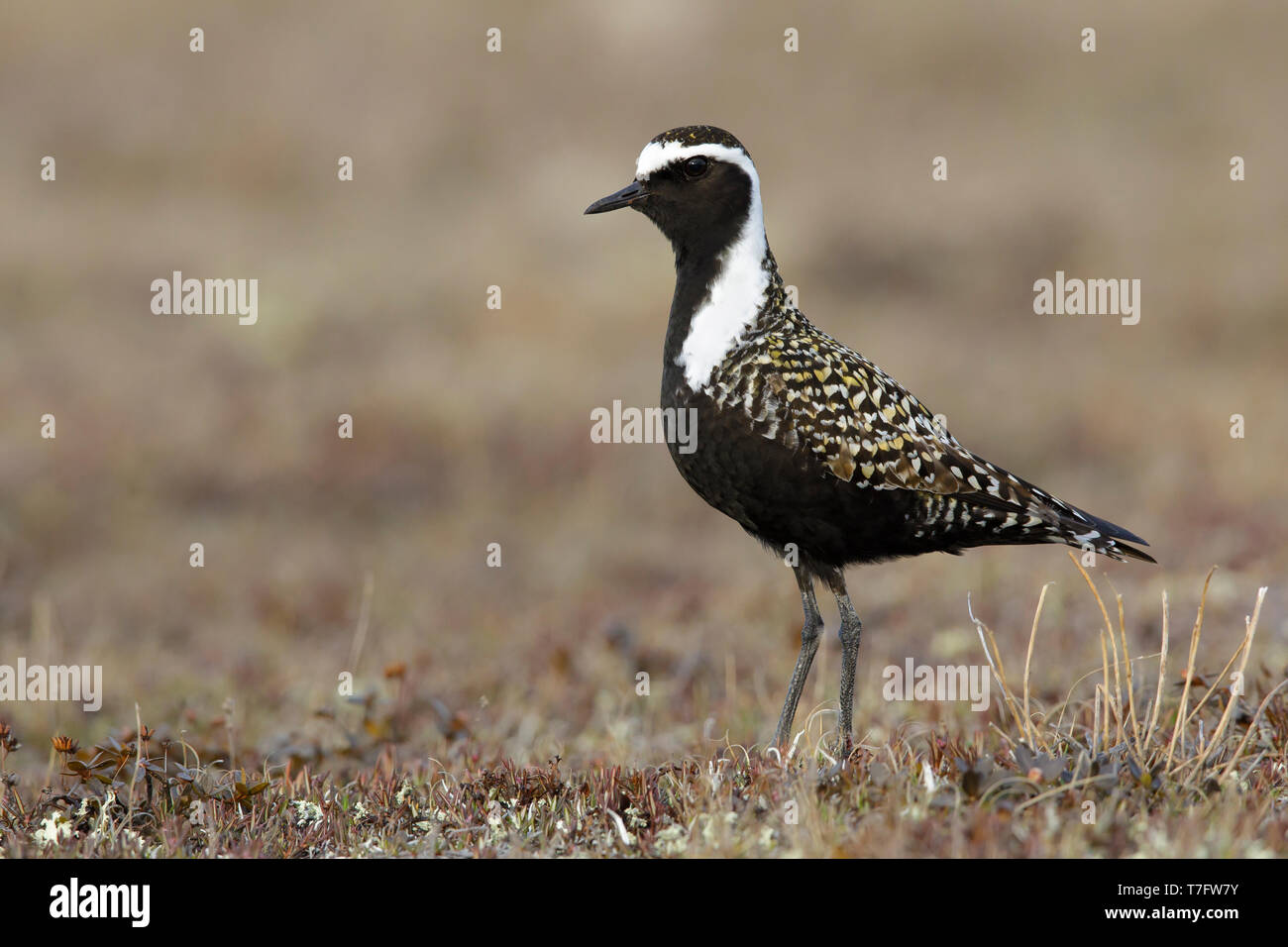 Adult male American Golden Plover (Pluvialis dominica) in breeding ...