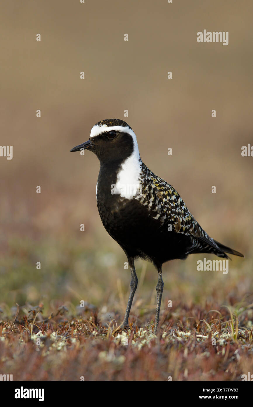 Adult male American Golden Plover (Pluvialis dominica) in breeding ...