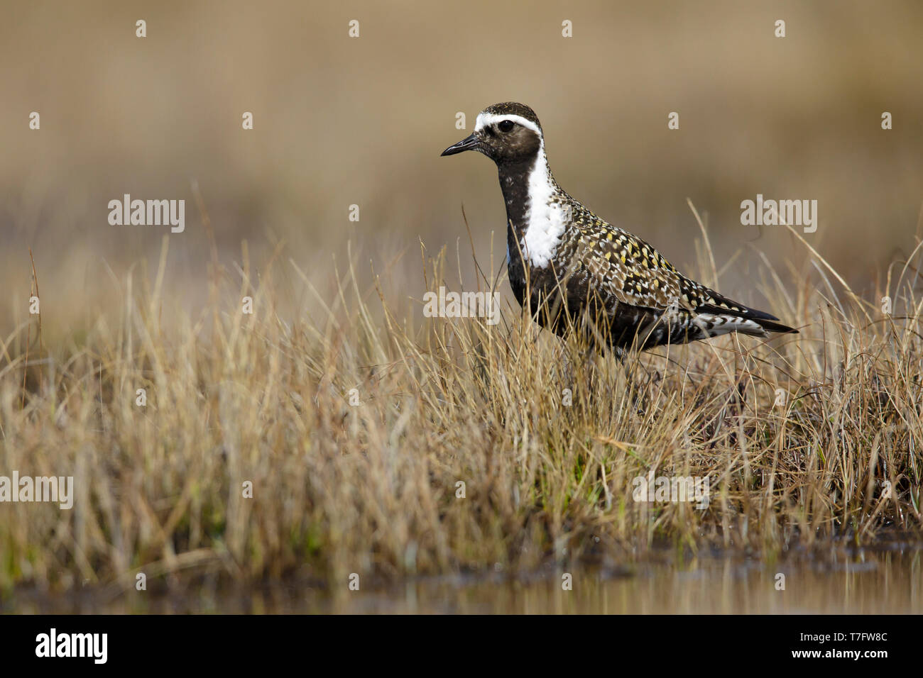 Adult American Golden Plover (Pluvialis dominica) in breeding plumage ...