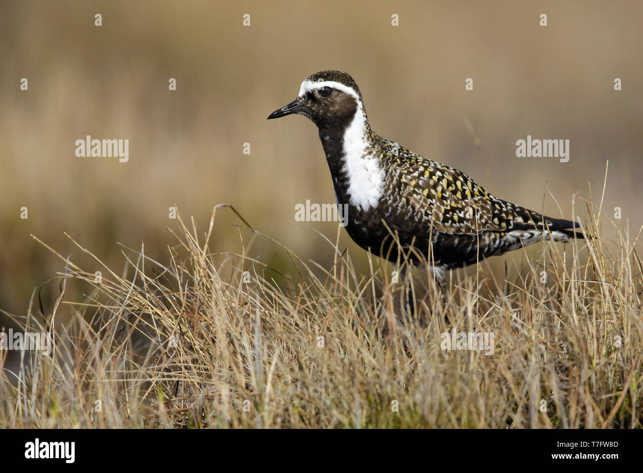 Adult American Golden Plover (Pluvialis dominica) in breeding plumage ...