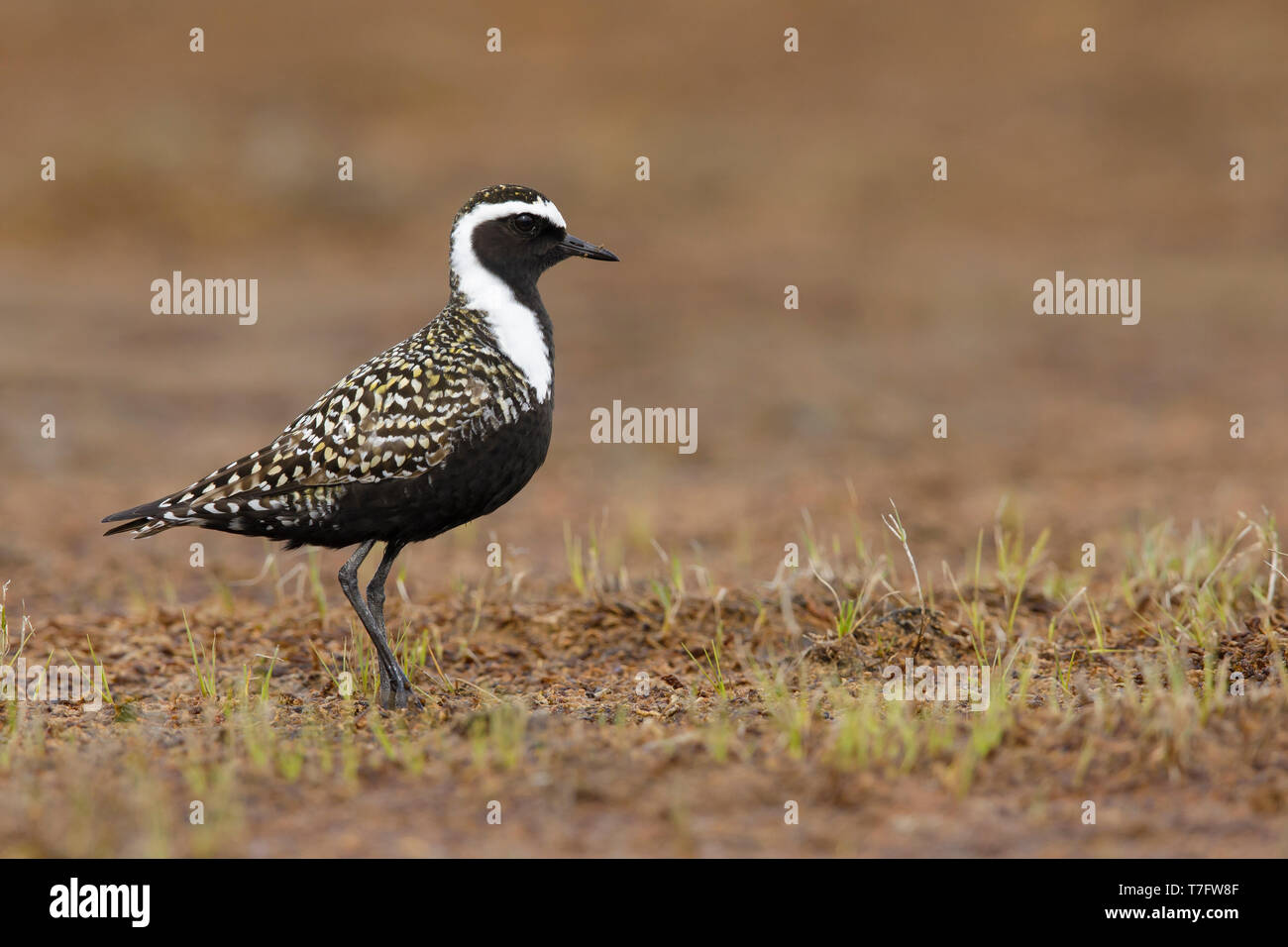 Adult male American Golden Plover (Pluvialis dominica) in breeding ...
